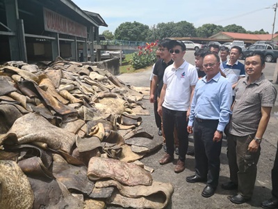 “Jangan dulu tebang getah” – Junz Wong - The Borneo Digest